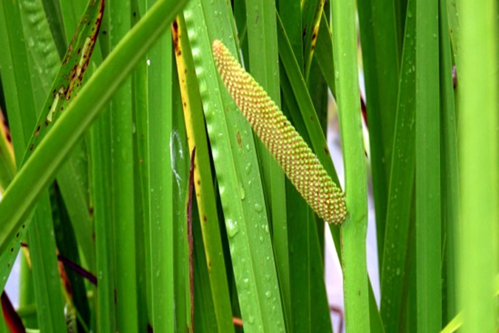 ACORE ODORANT : acorus calamus - Votre Elixir du Suédois Naturel et ...